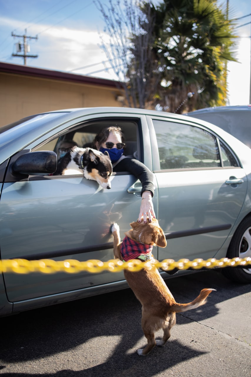 How To Organize a Pet Food Drive - INC Giving Project